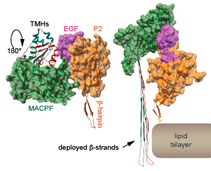 Perforin-2 – MunsonLab.Miami